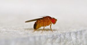 What Colors Attract Gnats? | Avoid These Colors