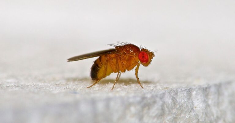 What Colors Attract Gnats? | Avoid These Colors