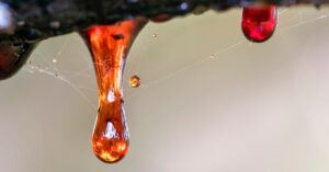 When Do Trees Stop Dripping Sap? | Sap Dripping Timelines